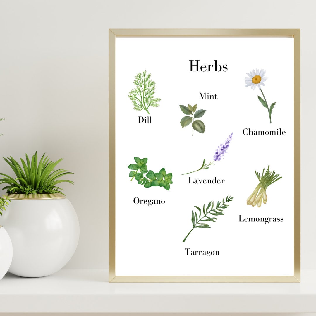 Herb Poster for School Classroom Kitchen Wall Decor - Plant Study Herb ...