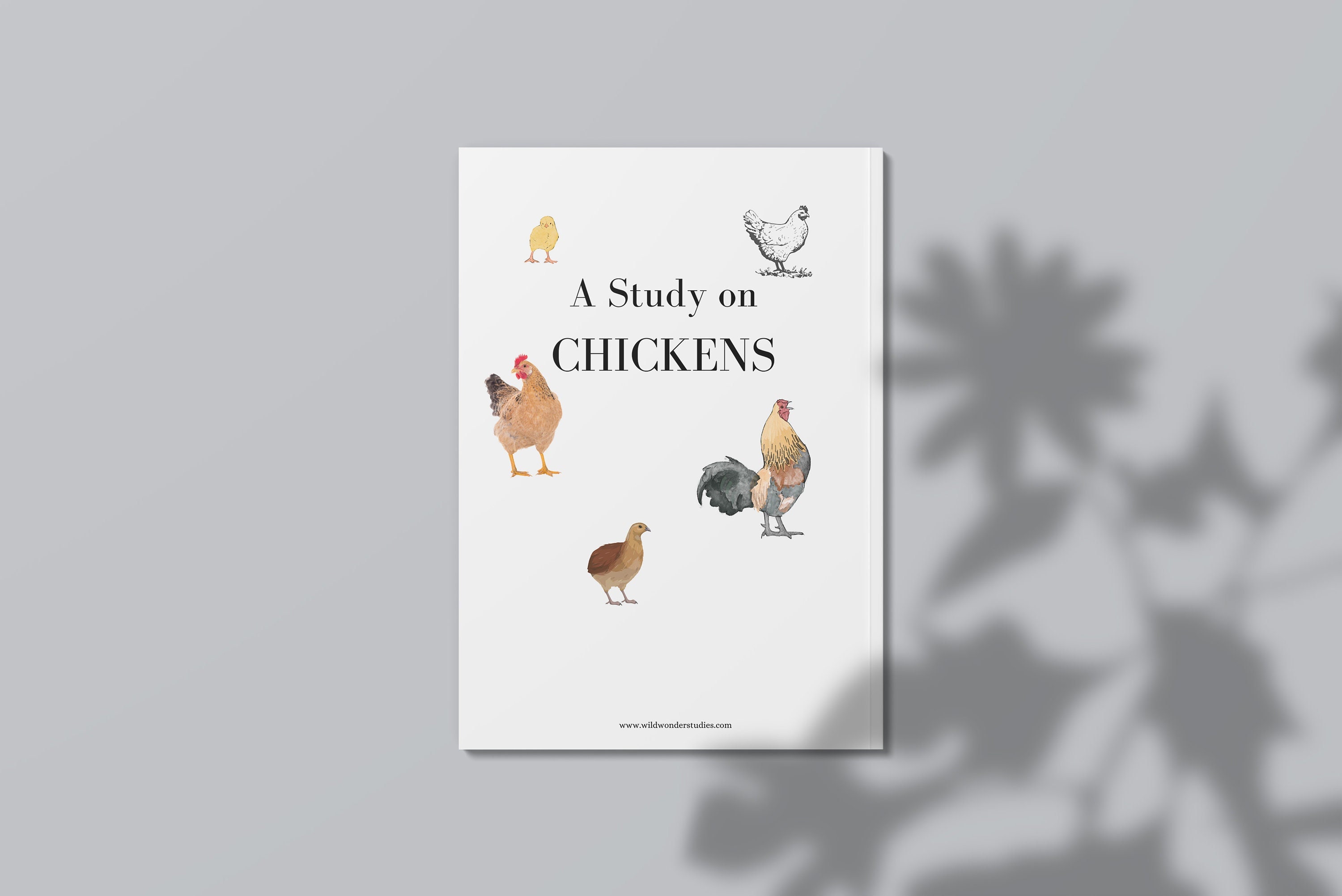 Printed Chicken Study Homeschool Worksheets Nature Study Charlotte ...