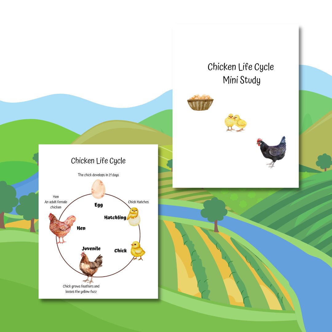 Life Cycle Chicken Unit Study Flash Cards Learning Chicks Science Study ...