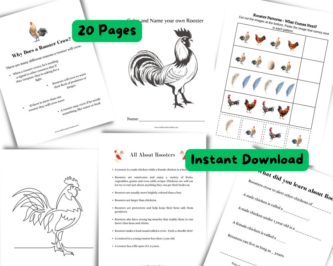 Rooster Chicken Study Printable - Homeschool Worksheets - Nature Study ...