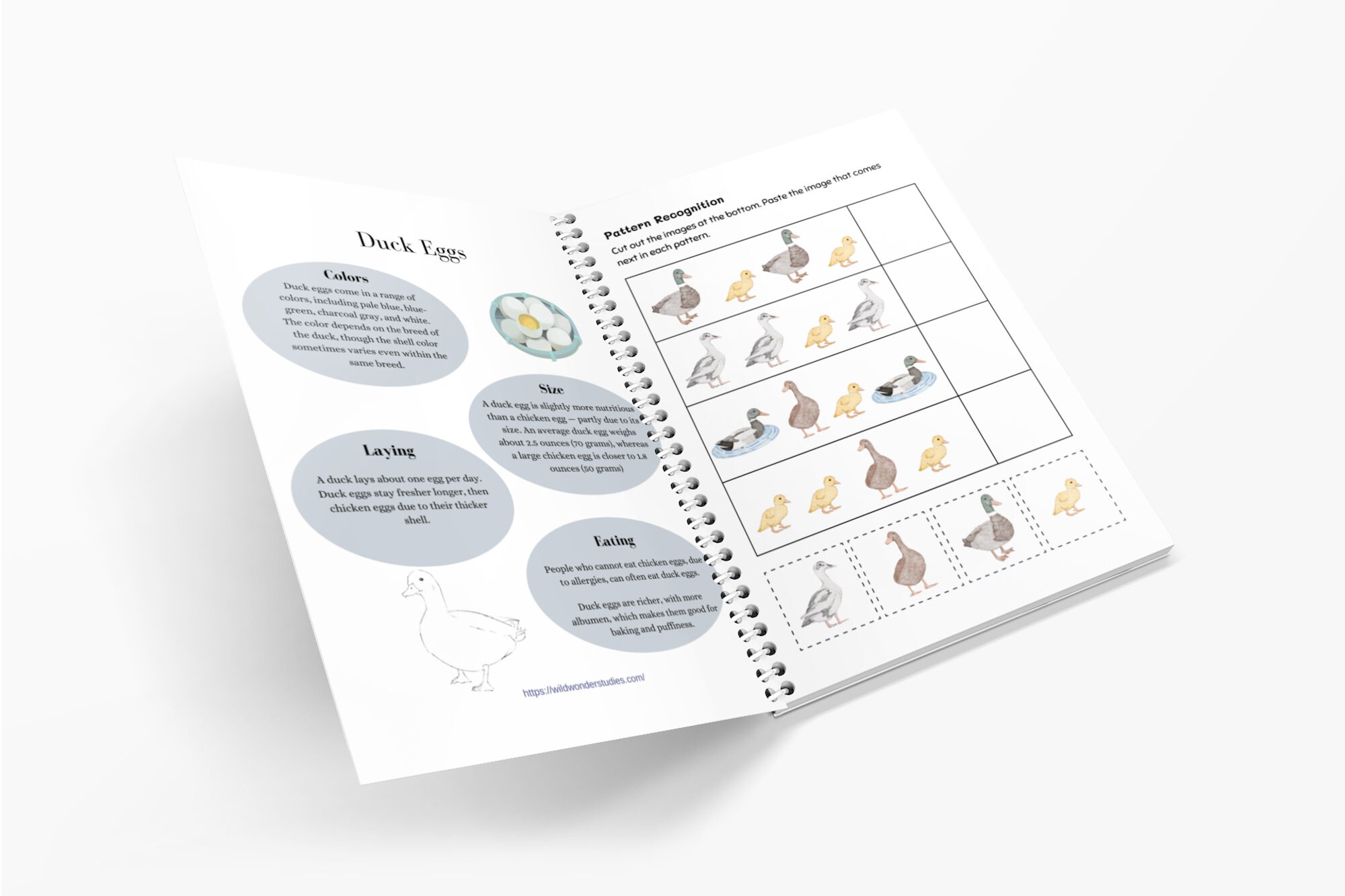Printed Duck Study - Homeschool Worksheets - Nature Study Charlotte ...