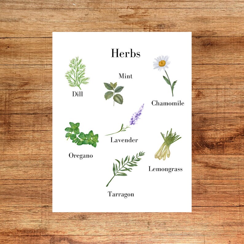 Herb Poster for School Classroom Kitchen Wall Decor - Plant Study Herb ...