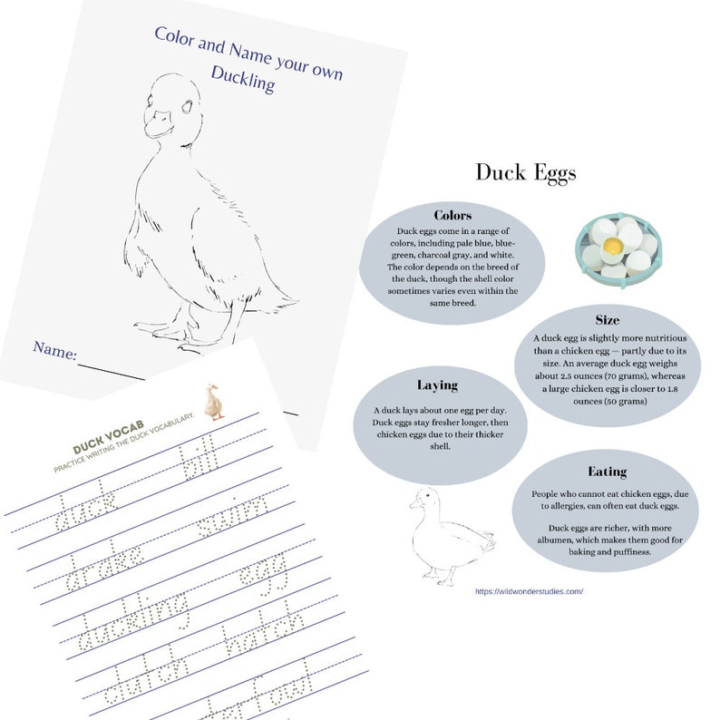 Printed Duck Study - Homeschool Worksheets - Nature Study Charlotte ...