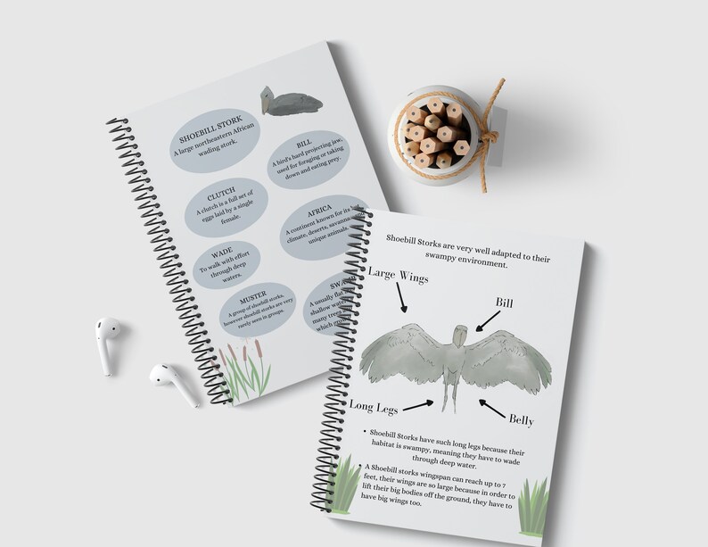 Shoebill Stork Study Printable - Homeschool Worksheets - Nature Study ...
