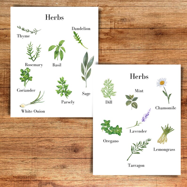 Herb Poster for School Classroom Kitchen Wall Decor - Plant Study Herb ...