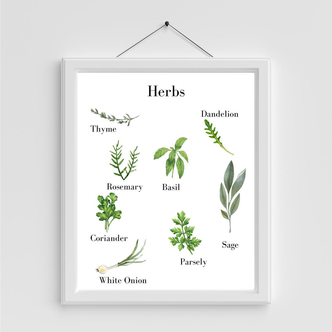 Herb Poster for School Classroom Kitchen Wall Decor - Plant Study Herb ...