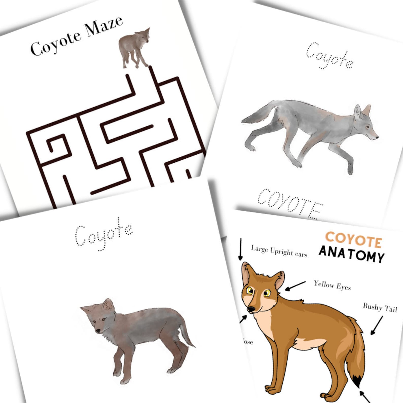 Animal Study Coyote Charlotte Mason | Homeschool Educational Worksheet ...