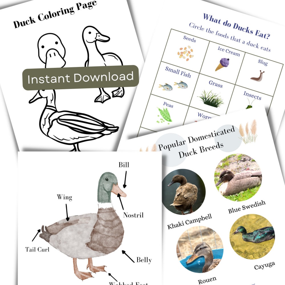 Printed Duck Study - Homeschool Worksheets - Nature Study Charlotte ...