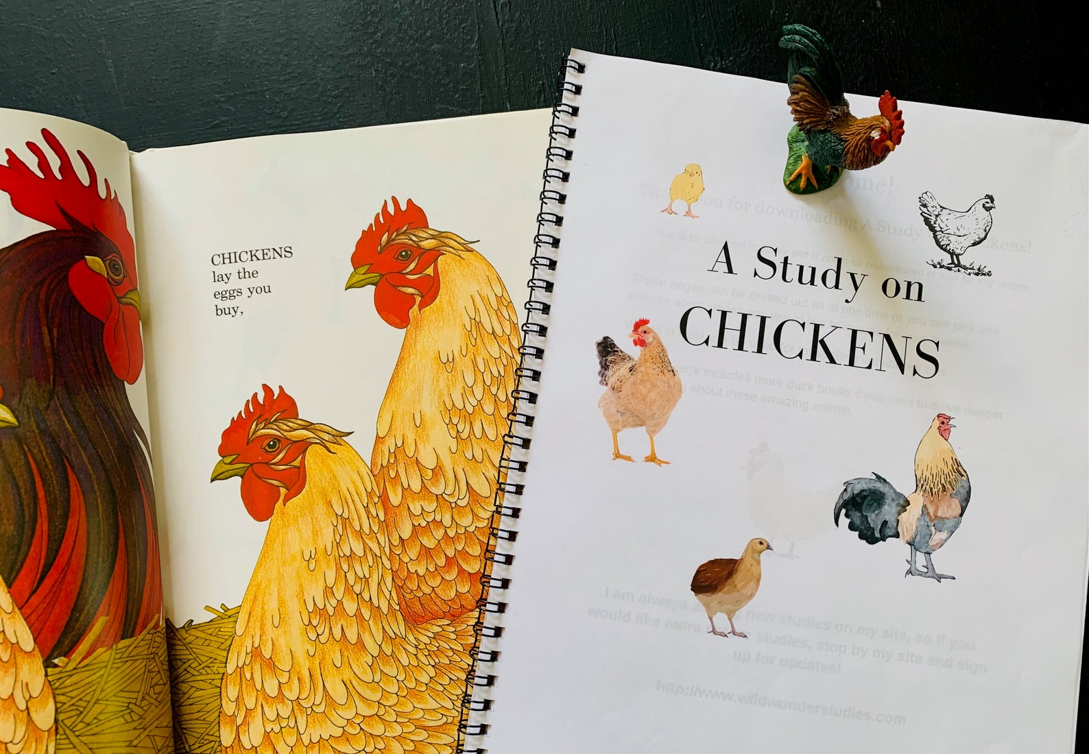 Printed Chicken Study Homeschool Worksheets Nature Study Charlotte ...
