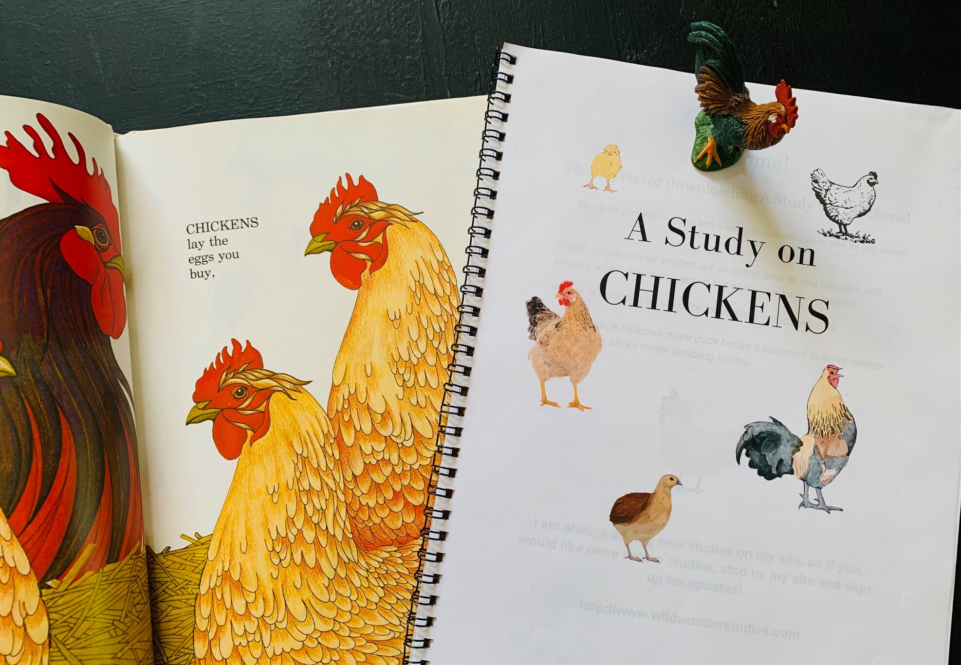 Printed Chicken Study Homeschool Worksheets Nature Study Charlotte ...