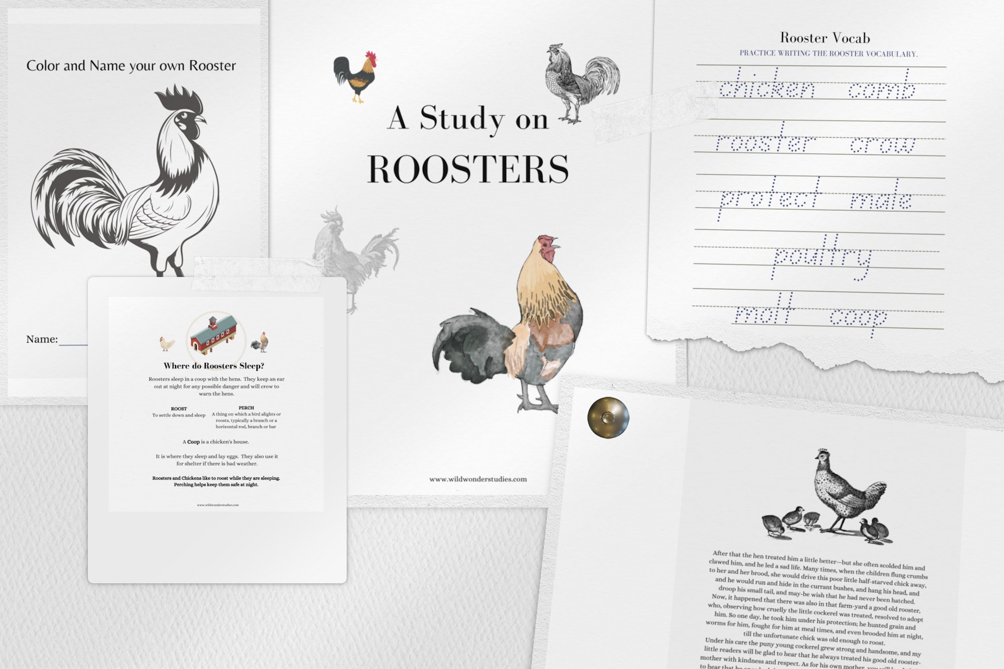 Rooster Chicken Study Printable - Homeschool Worksheets - Nature Study ...
