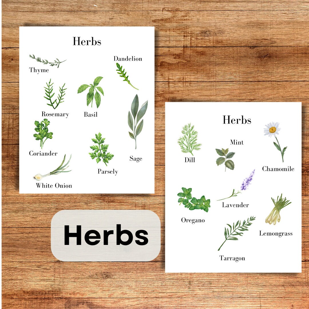 Herb Poster for School Classroom Kitchen Wall Decor - Plant Study Herb ...