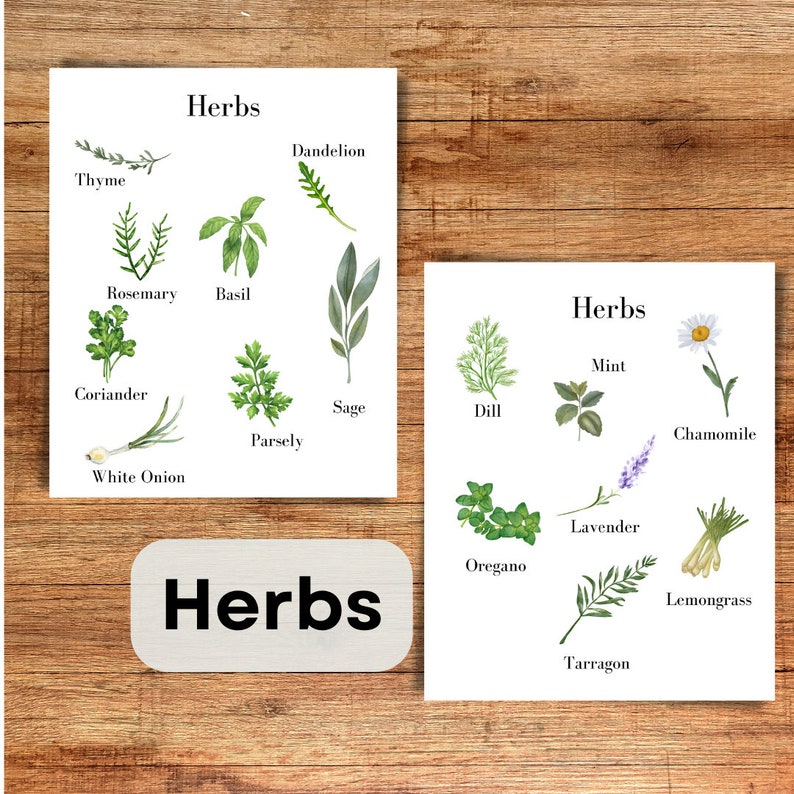 Herb Poster for School Classroom Kitchen Wall Decor - Plant Study Herb ...