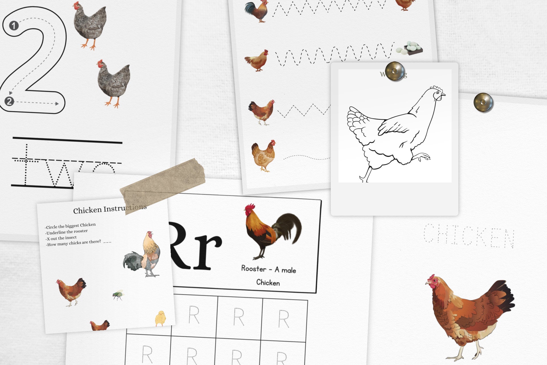 Chicken Study Printable Homeschool Worksheets Nature Study - Etsy