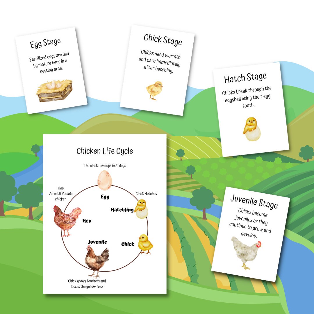 Life Cycle Chicken Unit Study Flash Cards Learning Chicks Science Study ...