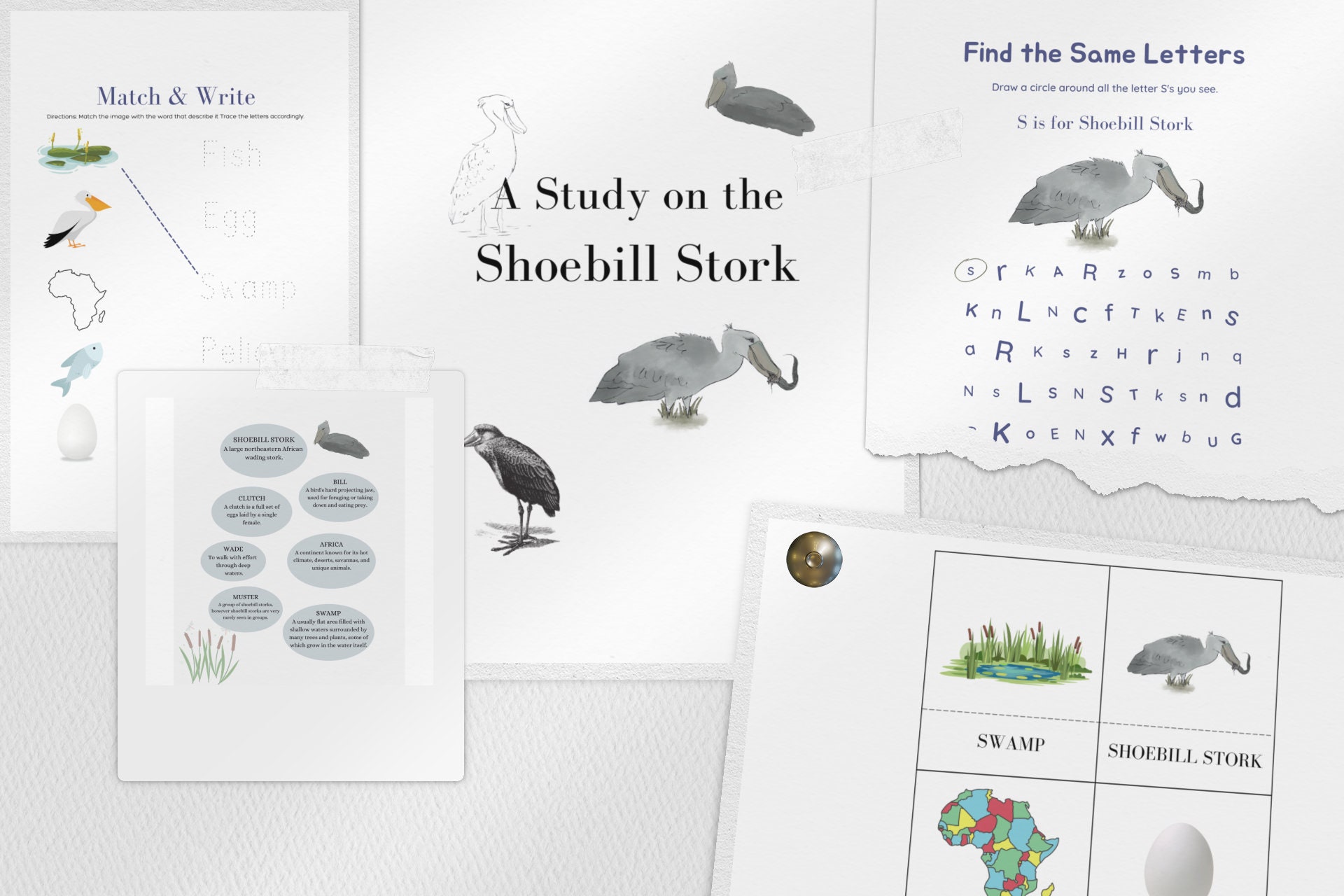 Shoebill Stork Study Printable - Homeschool Worksheets - Nature Study ...