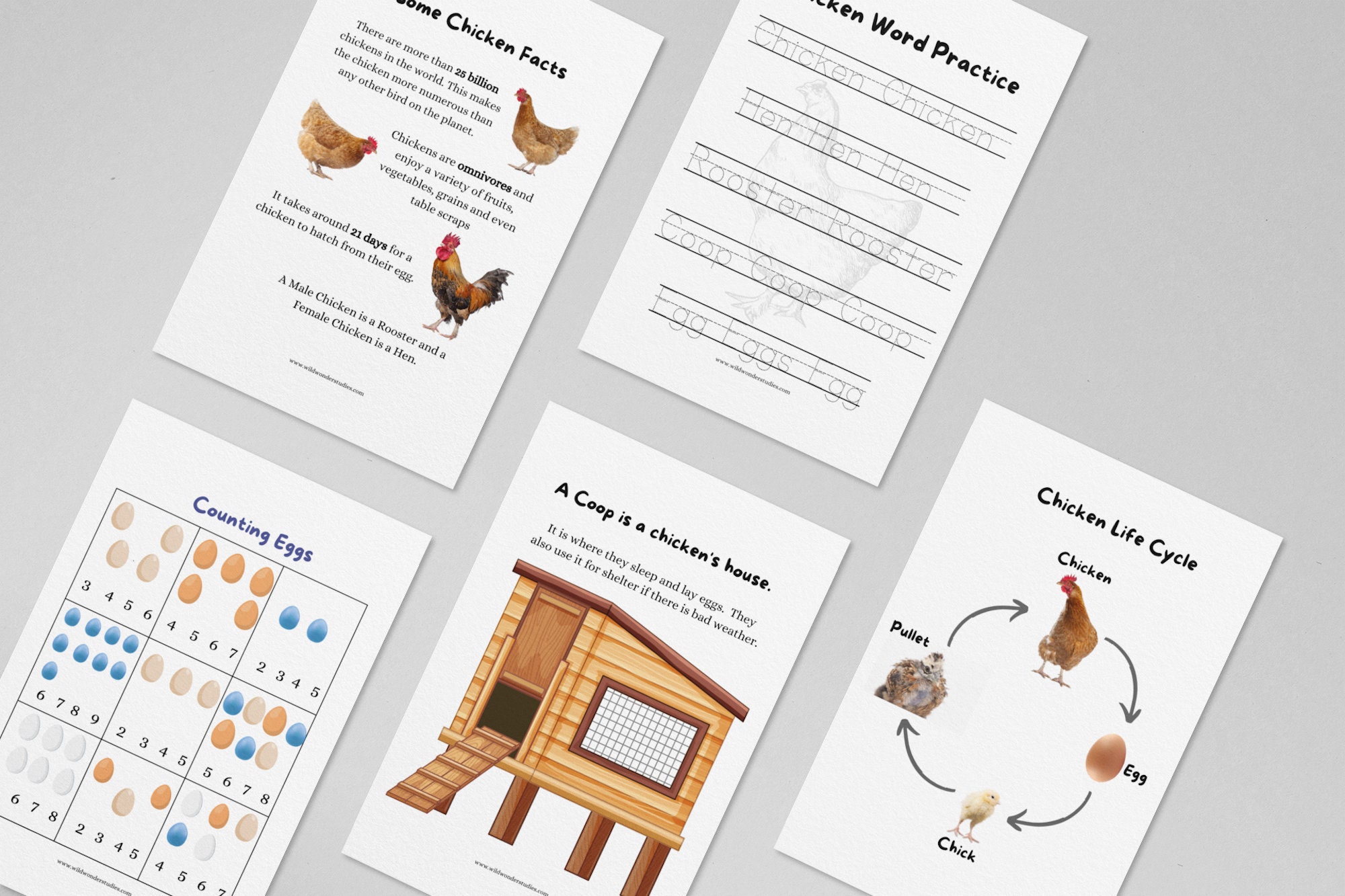 Printed Chicken Study - Printable for Preschool and Kindergarten ...