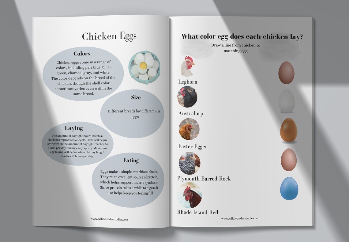 Chicken Study Printable Homeschool Worksheets Nature Study - Etsy