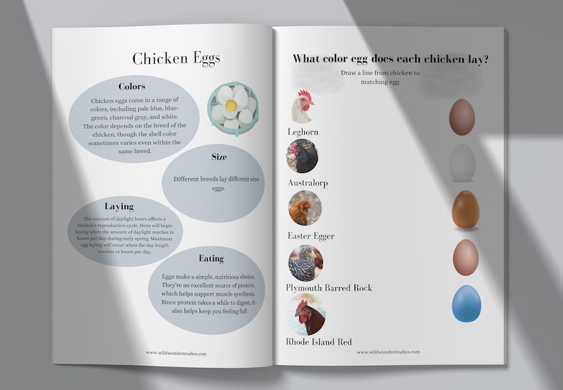 Chicken Study Printable Homeschool Worksheets Nature Study - Etsy