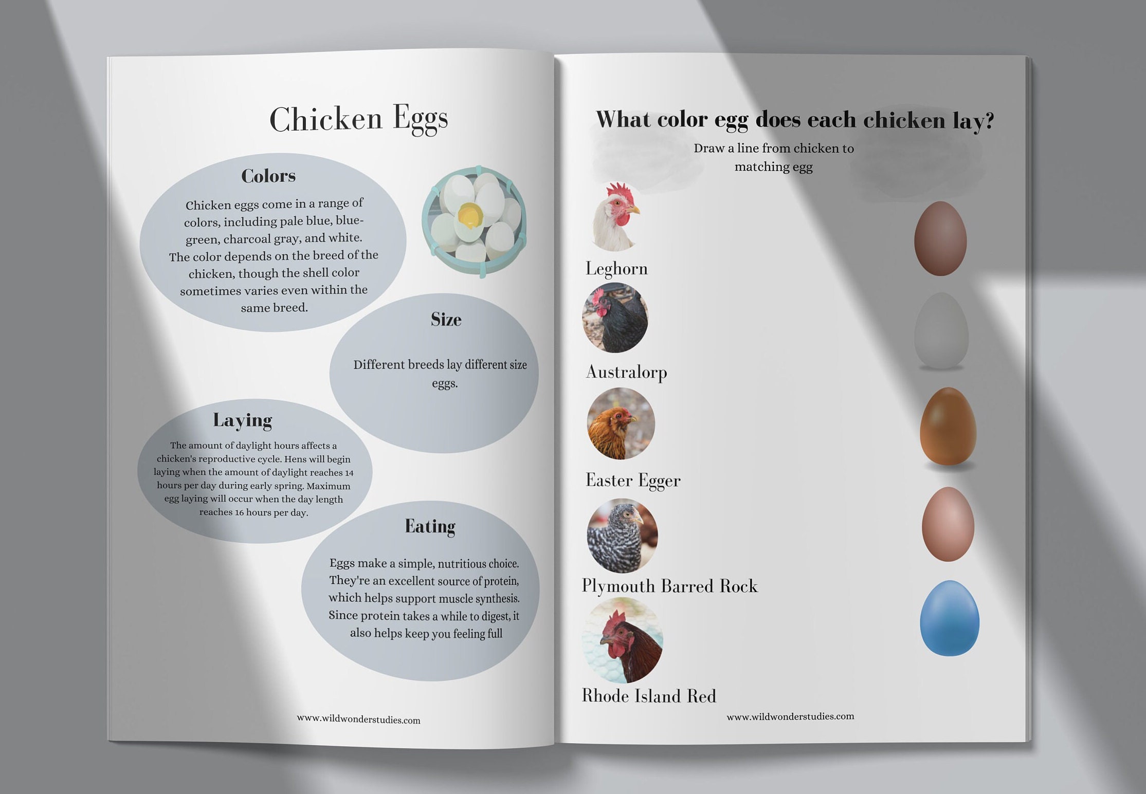 Printed Chicken Study Homeschool Worksheets Nature Study - Etsy