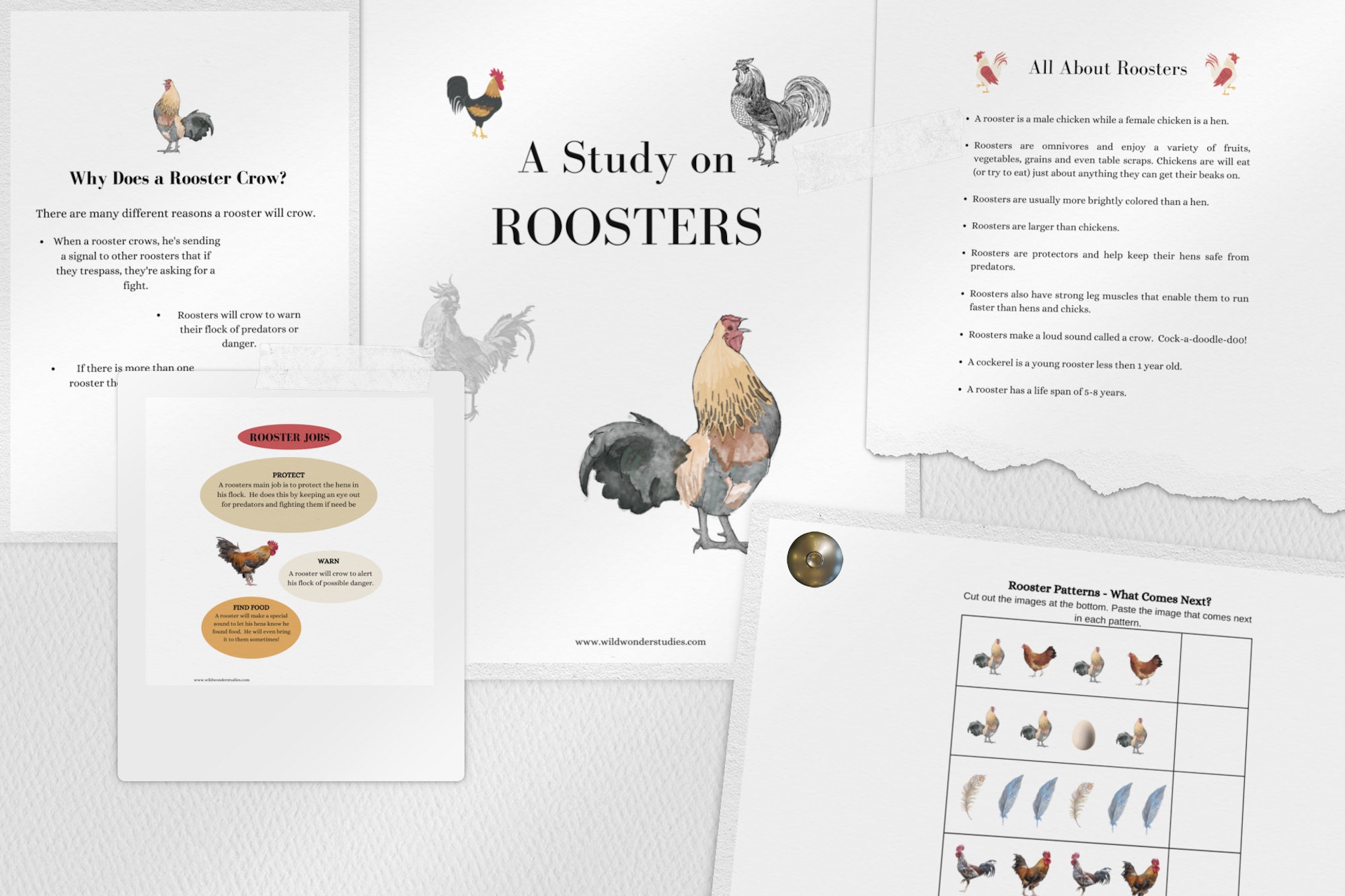 Rooster Chicken Study Printable - Homeschool Worksheets - Nature Study ...