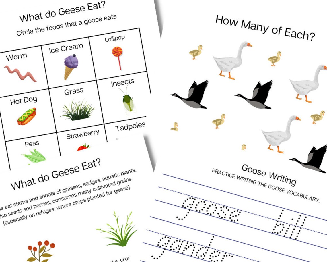 Goose Unit Study | Animal Study for Homeschool Curriculum | Education ...