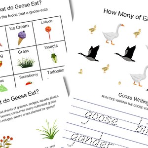 Goose Unit Study | Animal Study for Homeschool Curriculum | Education ...