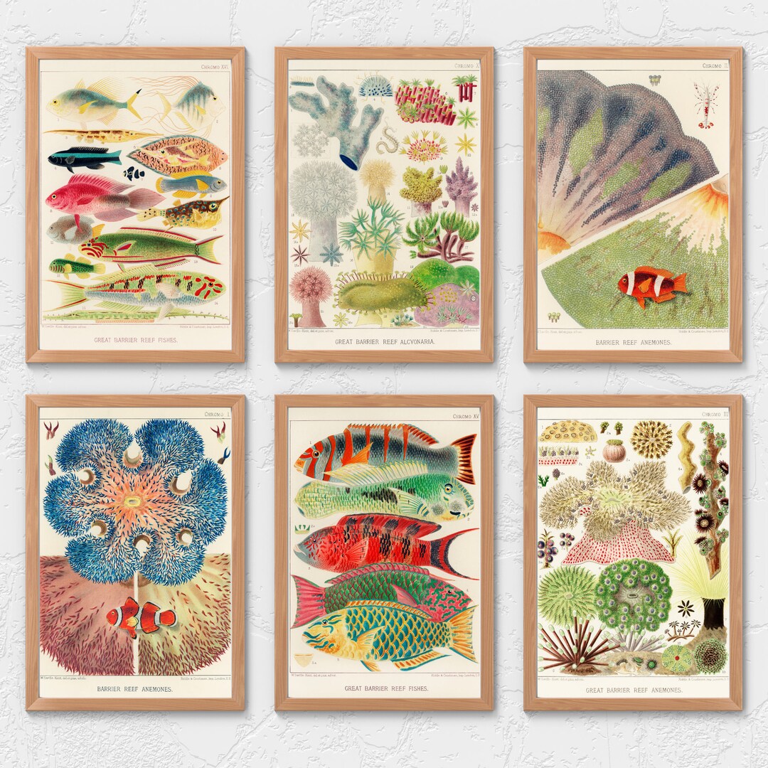 Set of 3/6/9/12 Great Barrier Reef Prints, Great Barrier Reef Poster ...