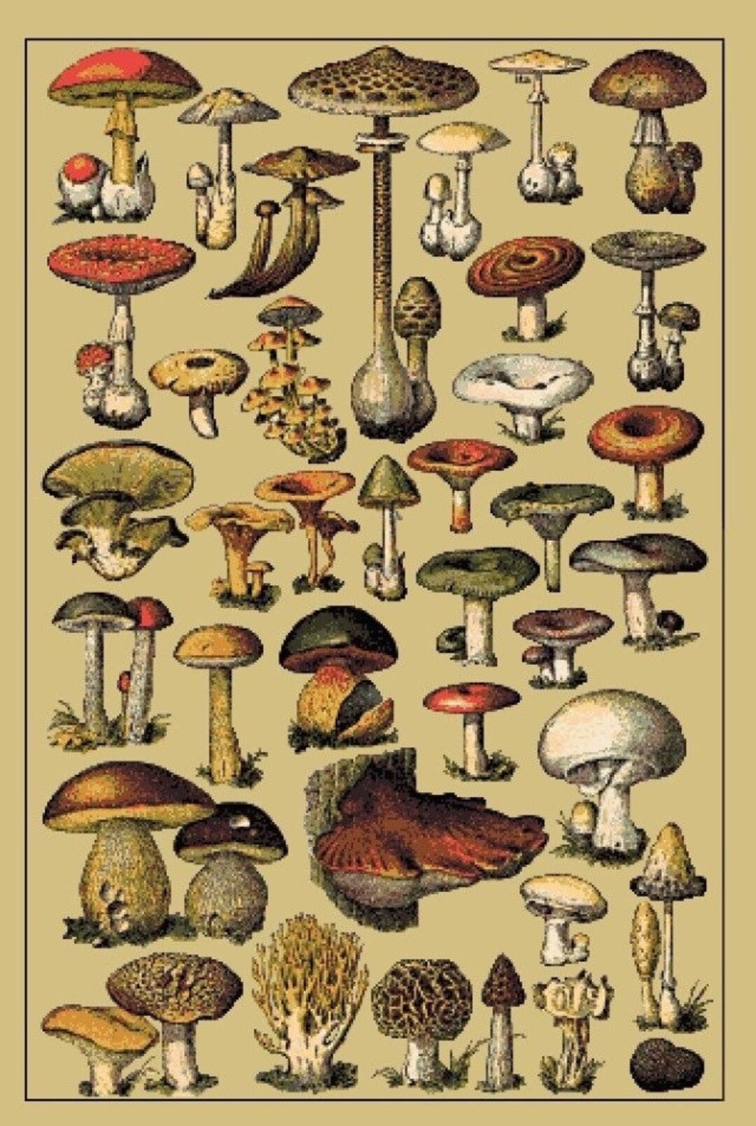 Guess Who Card Downloadable Cards - UK Fungi Identification Edition - Etsy
