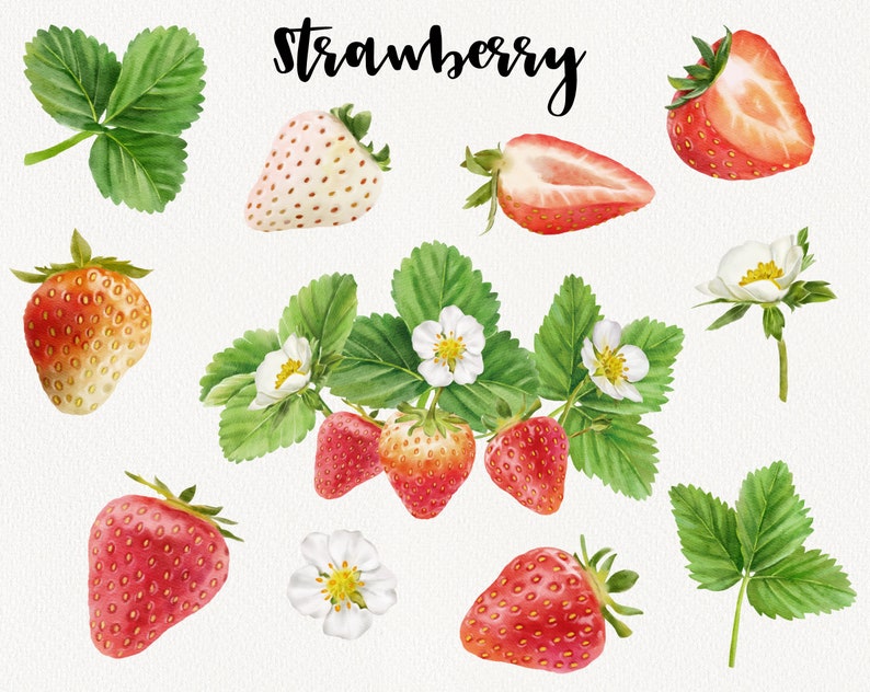 Watercolor Strawberry Clipart, Spring Fruit Clip Art, Summer Fruits ...
