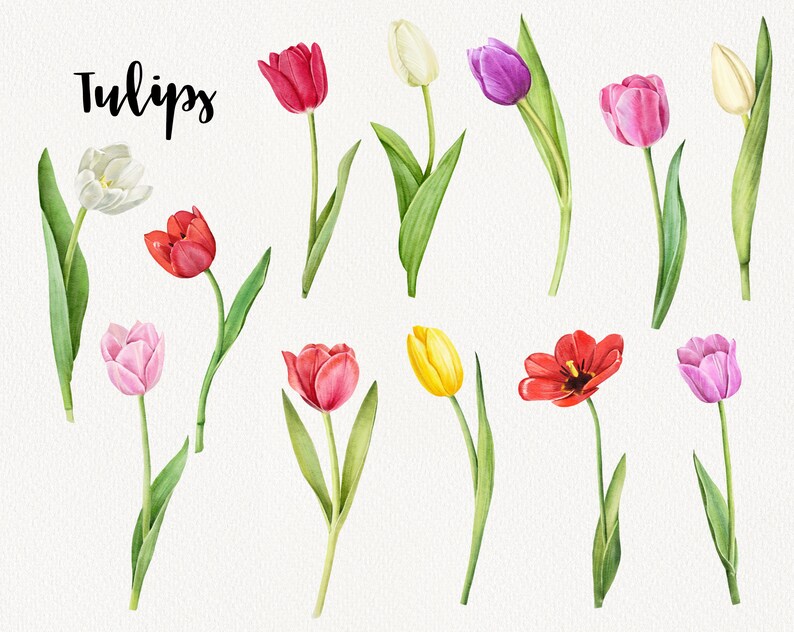 Watercolor Tulip Clipart, Easter Spring Flowers, Mothers Day, Tulips ...