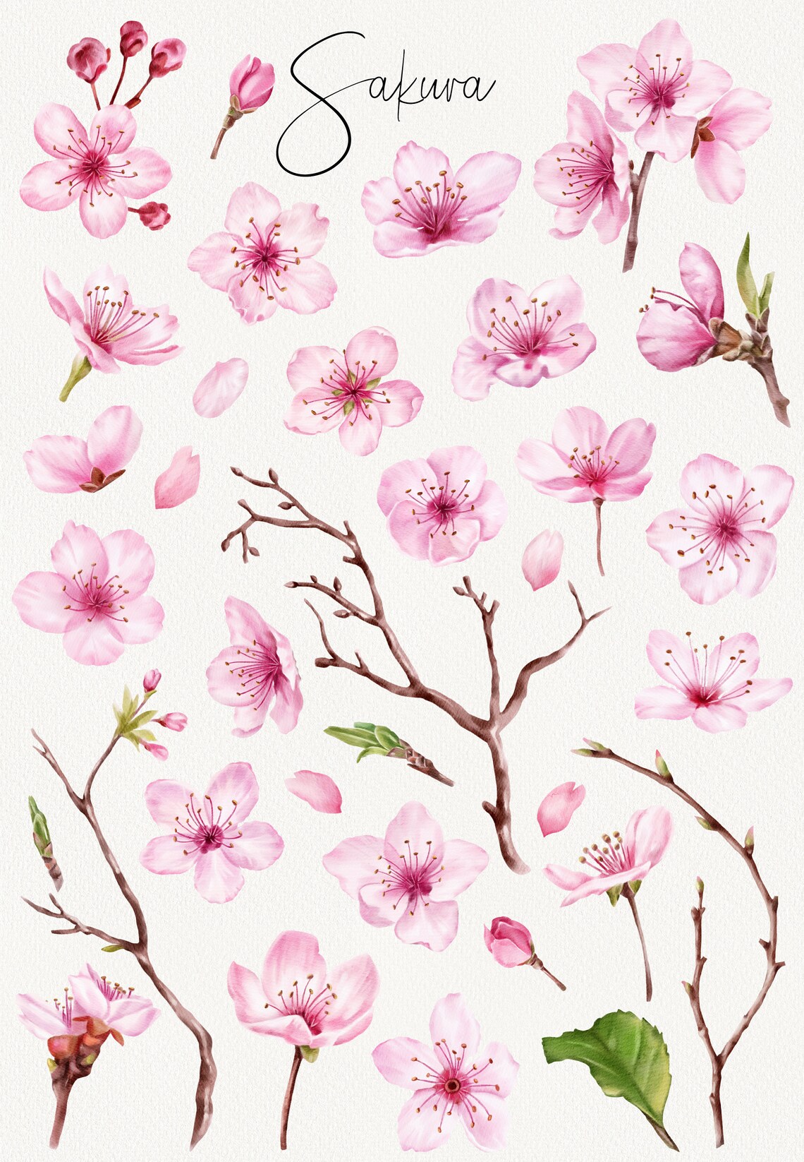 Cherry Blossom Clipart, Watercolor Pink Sakura Flowers, Spring Floral ...