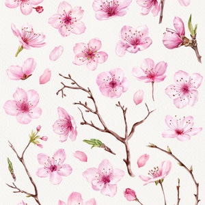 Cherry Blossom Clipart, Watercolor Pink Sakura Flowers, Spring Floral ...
