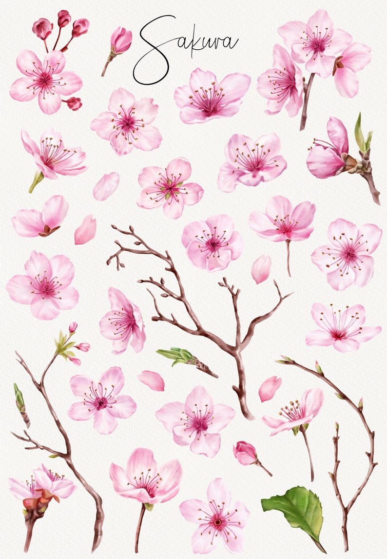 Cherry Blossom Clipart Watercolor Pink Sakura Flowers Spring - Etsy