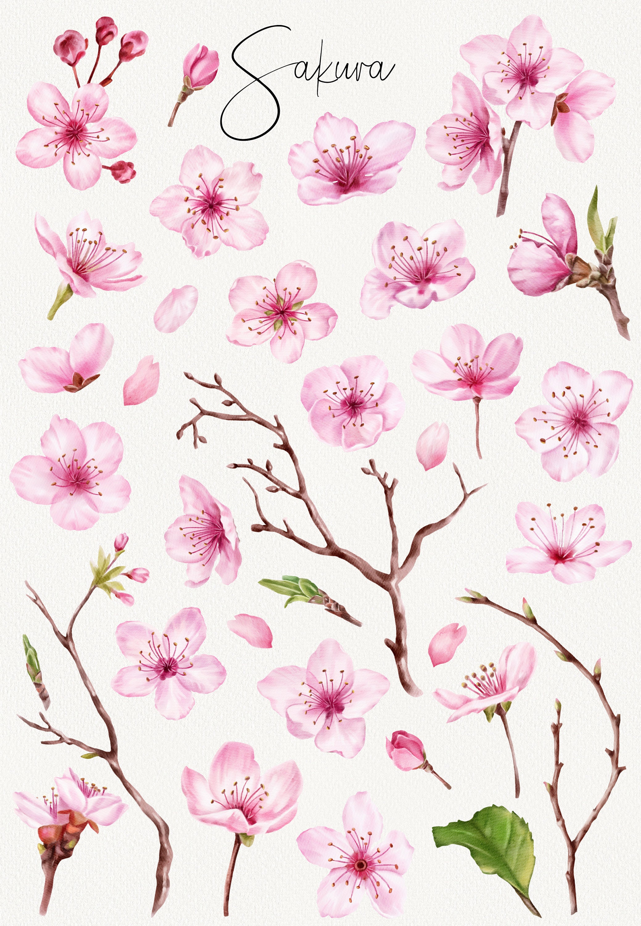 Cherry Blossom Clipart, Watercolor Pink Sakura Flowers, Spring Floral ...