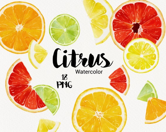 Watercolor Citrus Clipart Hand Painted Summer Lemon Orange - Etsy
