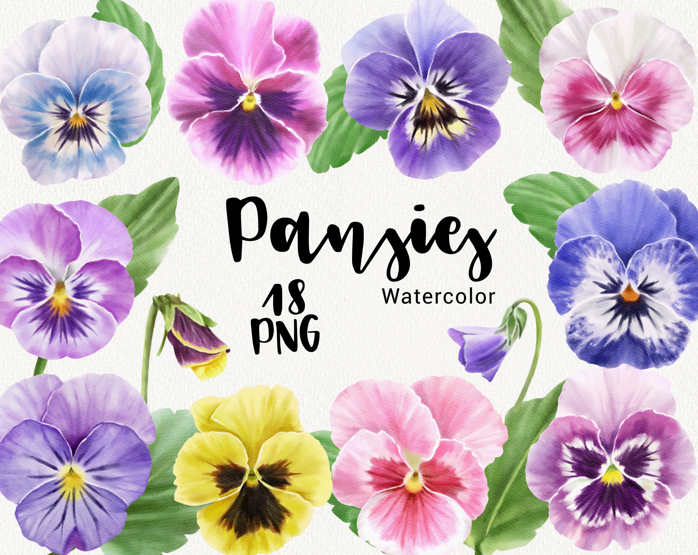 Watercolor Pansy Clipart, Purple Pansies Flower Clip Art, Spring Floral ...