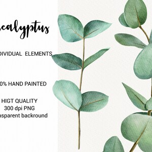 Watercolor Eucalyptus Clipart, Eucalyptus Leaves, Eucalyptus Branches ...