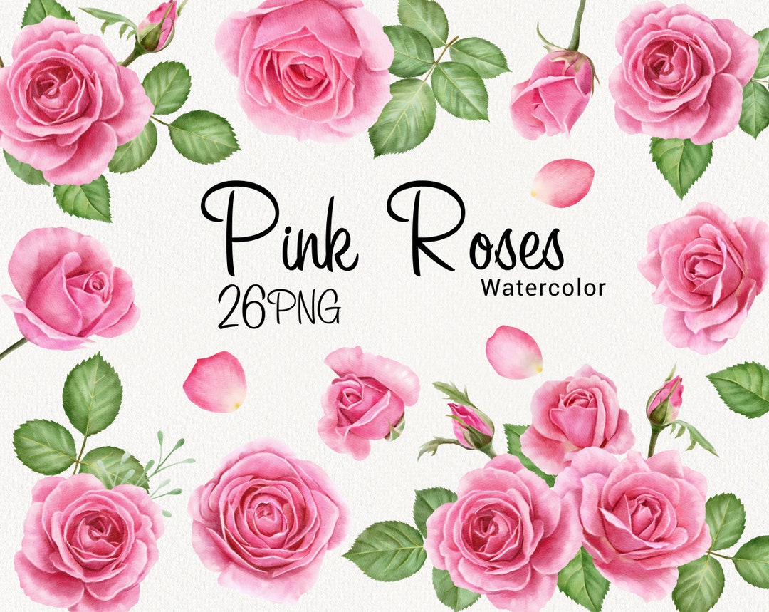 Watercolor Pink Roses Clipart, Valentine's Day Flower Clip Art, Vintage ...
