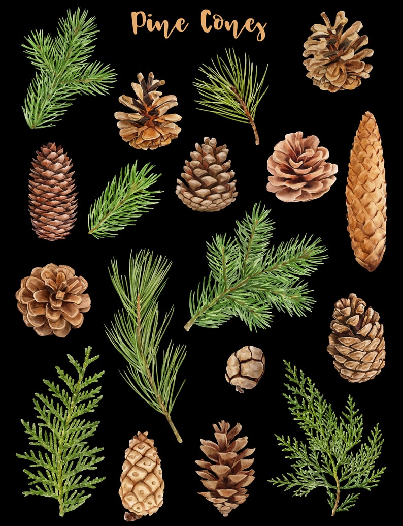 Watercolor Pine Cone Clipart Christmas Greenery Clip Art - Etsy