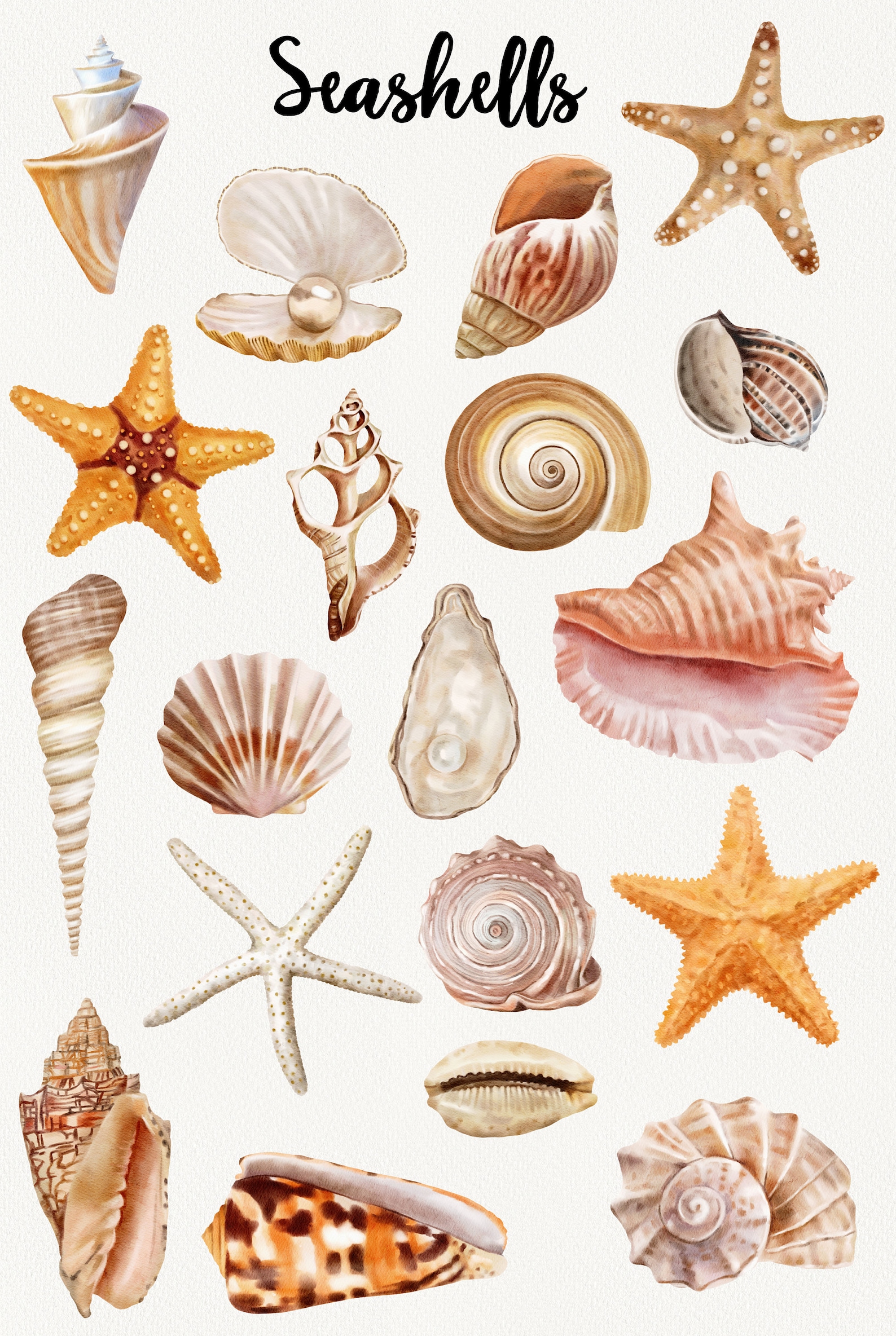 Watercolor Seashells Clipart, Ocean Beach Clip Art, Sea Shells ...