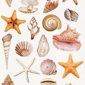 Watercolor Seashells Clipart, Ocean Beach Clip Art, Sea Shells ...