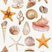 Watercolor Seashells Clipart, Ocean Beach Clip Art, Sea Shells ...