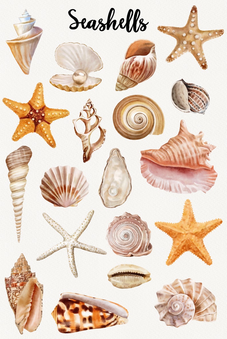 Watercolor Seashells Clipart Ocean Beach Clip Art Sea - Etsy