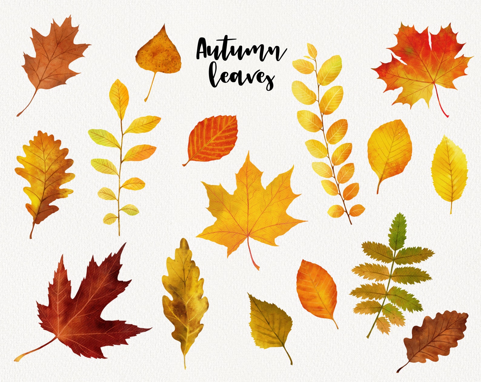 Autumn Leaves Clipart Watercolor Fall Clip Art Orange Green - Etsy