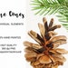 Watercolor Pine Cone Clipart, Christmas Greenery Clip Art, Holiday ...