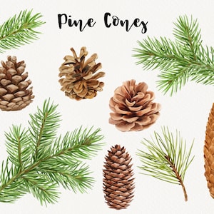 Watercolor Pine Cone Clipart, Christmas Greenery Clip Art, Holiday ...