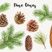 Watercolor Pine Cone Clipart, Christmas Greenery Clip Art, Holiday ...