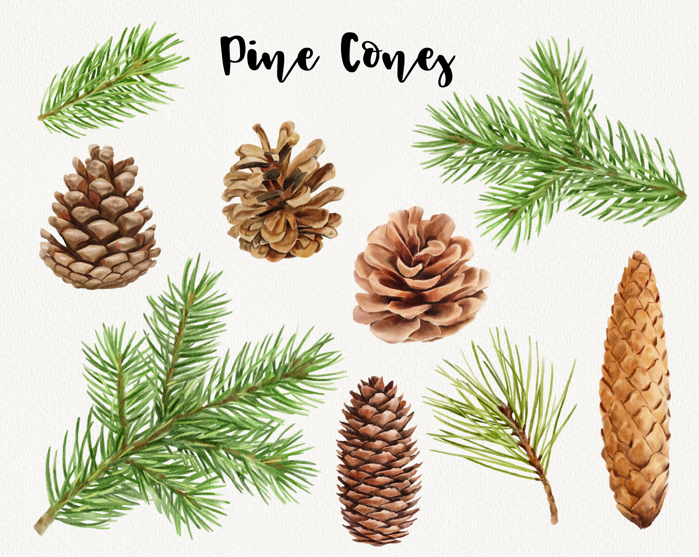 Watercolor Pine Cone Clipart Christmas Greenery Clip Art - Etsy