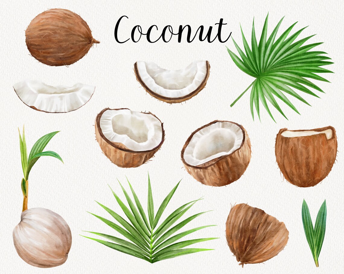 Coconut Watercolor Clipart Summer Fruit Clip Art Tropical - Etsy